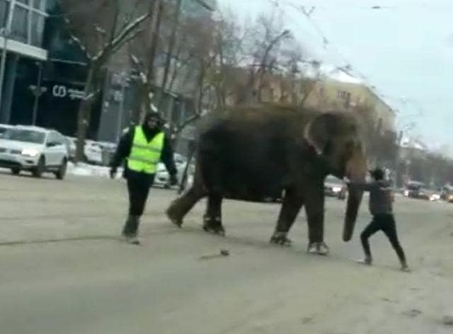 Elephants escape from circus in Russia, roll on snowy streets | Trending