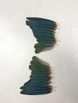 Bird gets a second chance at flying with its new prosthetic wings. See ...