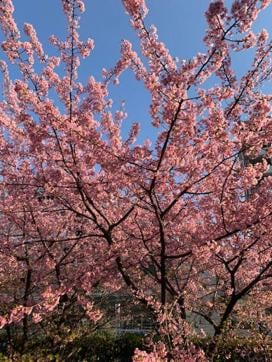 Take a virtual trip to see the blooming Sakura in Japan this Spring ...