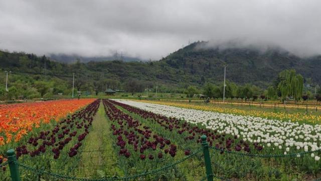 In pics: Tulips in full bloom at Srinagar’s iconic garden amid lockdown ...