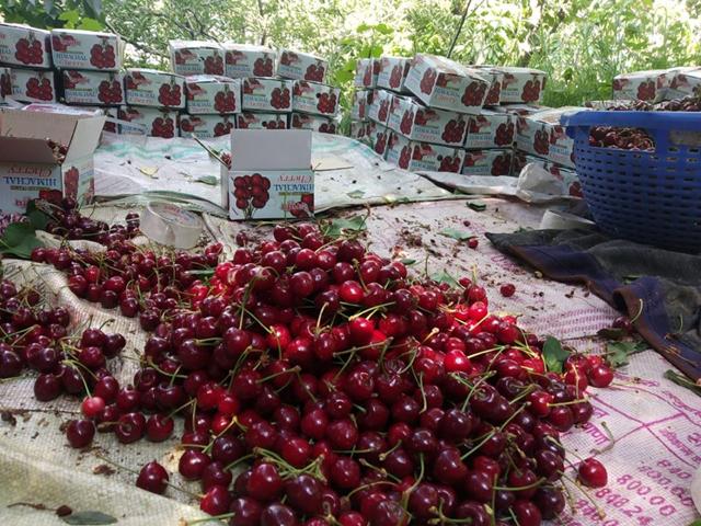Prospects dim for HP growers as cherry harvesting begins amid Covid-19 ...