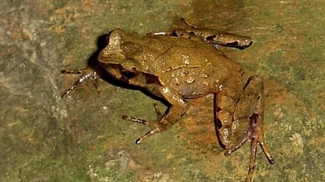 Three new species of little horned frogs discovered in North-East India ...