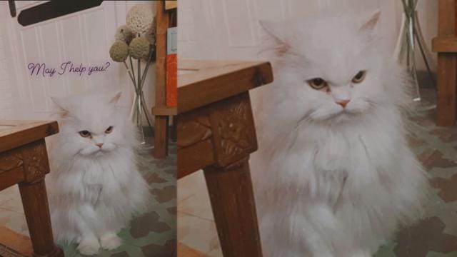Inside Alia Bhatt’s ‘purrfect’ day with her cat Edward. See pics, video ...