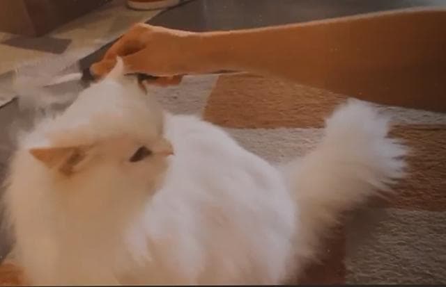 Inside Alia Bhatt’s ‘purrfect’ day with her cat Edward. See pics, video ...