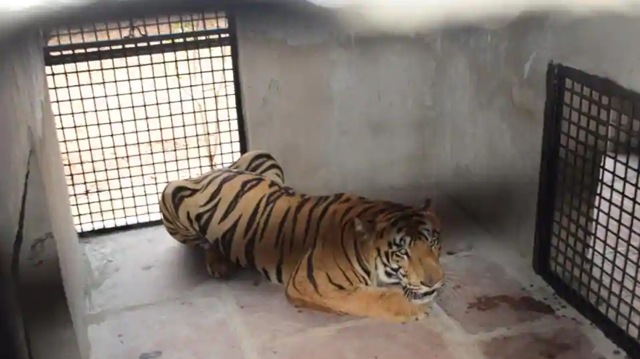 Tiger to spend life in enclosures for killing humans, news enrages ...