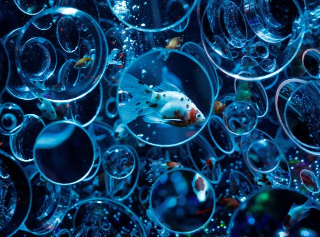 Over 30,000 live fish create moving psychedelic artworks at Hidetomo ...
