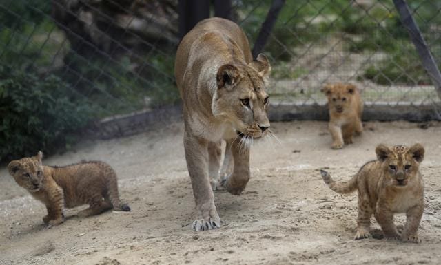 Images of 3 rare Barbary lion cubs may make you say aww | Trending