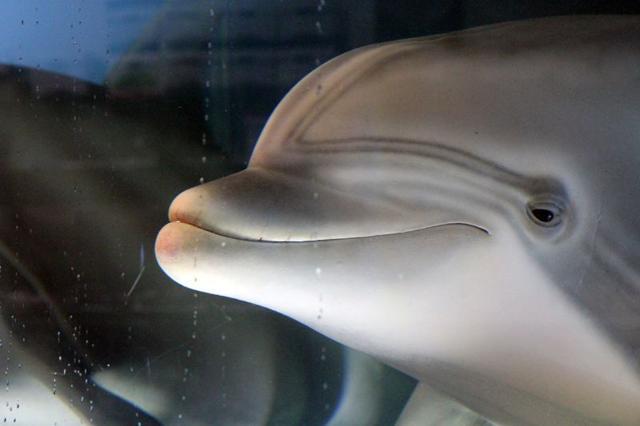 Lifelike robot dolphin could replace captive animals one day | Trending