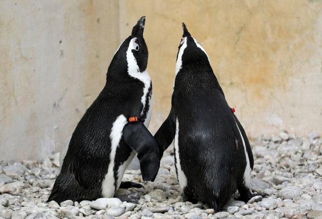Researchers plan new colony as population of African penguin dwindles ...