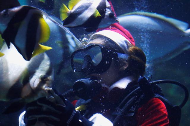 Happy Fish-mas: Diving Santa Claus brings festive cheer in Bangkok ...