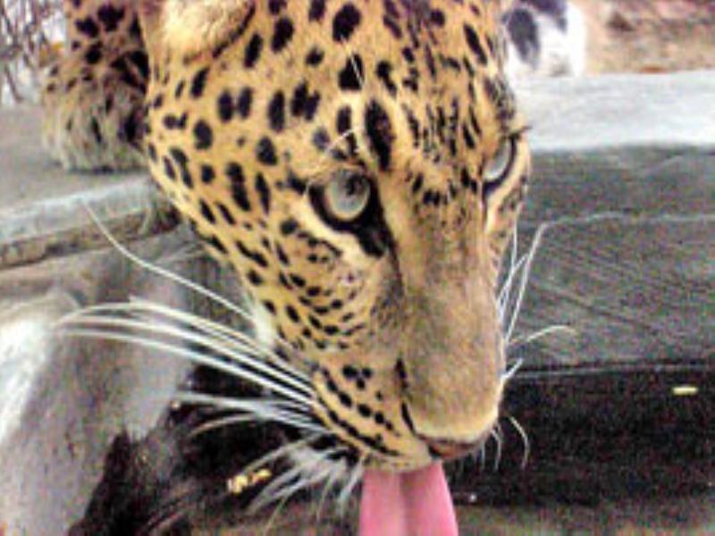 Aarey Colony’s zoo plot suitable for zoological park: CZA | Mumbai news