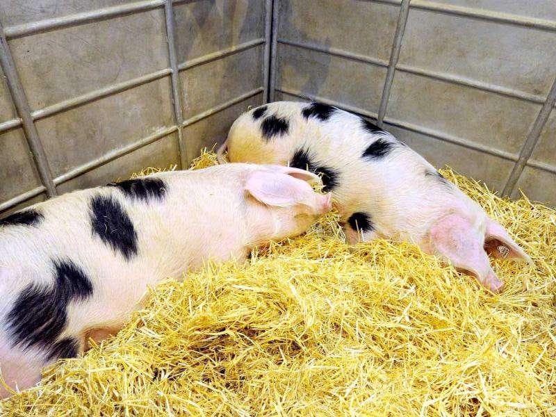 Pig menace in MP town forces civic body to take extreme measures ...