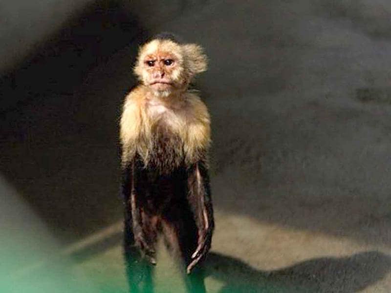 New species of African monkey identified | India News