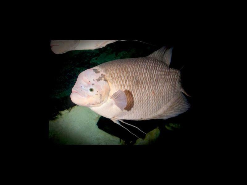 Gary the Kit Kat fish goes on a diet | World News