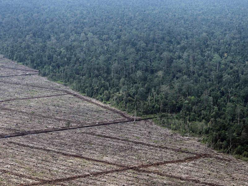 Large scale deforestation can cause 18% decline in India's rainfall ...