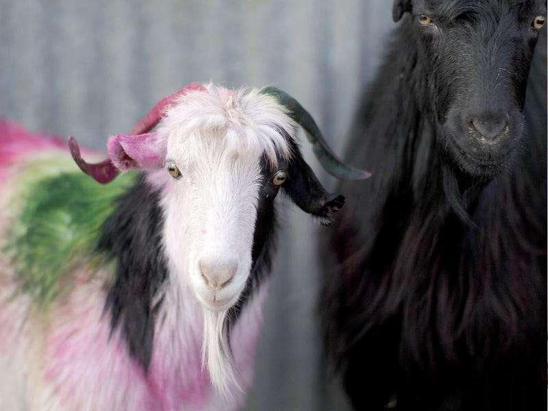 Rapist let off with goat 'fine' | Latest News India