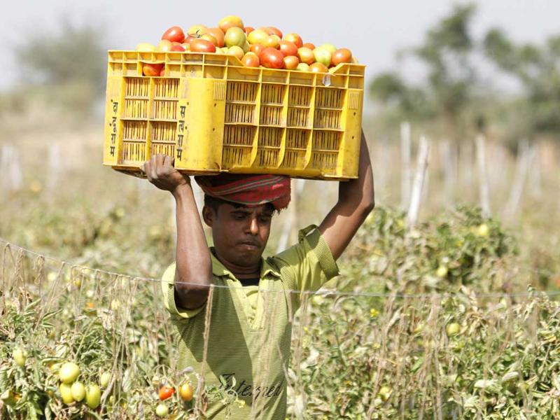 Uneven rainfall distribution may affect kharif crop production in MP ...