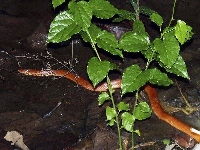 Rare Indian snake sighted at Katarniaghat | Latest News India