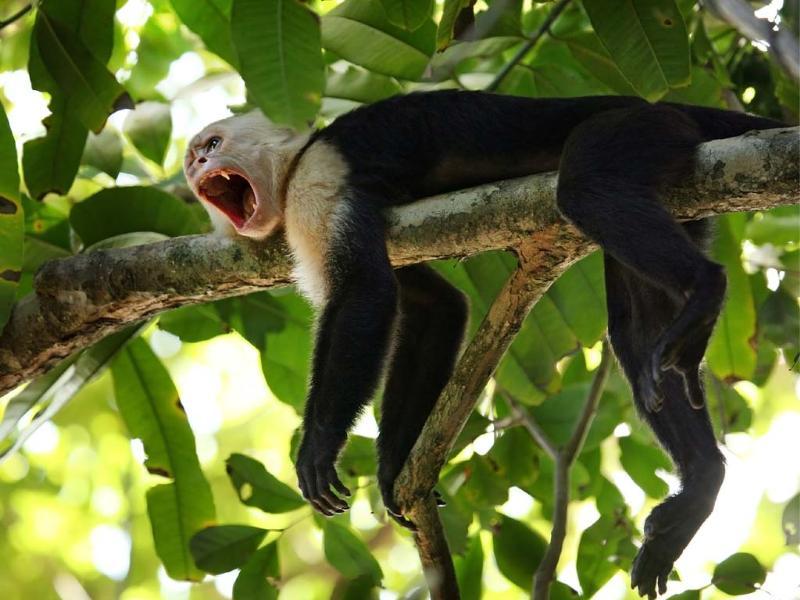 Costa Rica set to ban recreational hunting | Travel - Hindustan Times