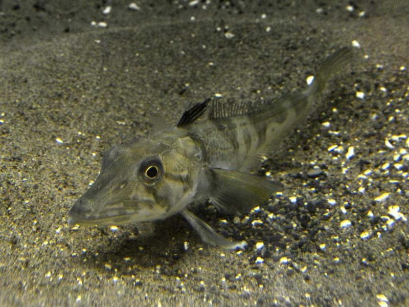 Japan aquarium shows mysterious clear-blood fish | Travel