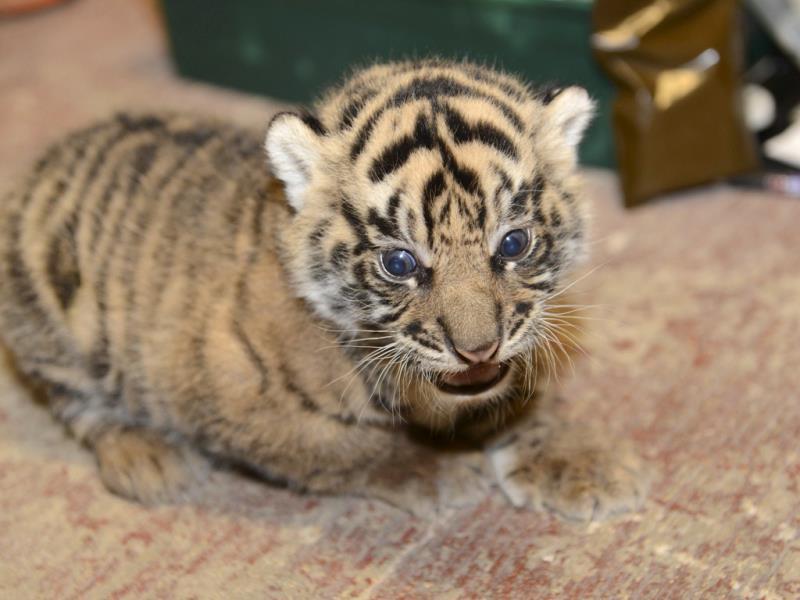 Spice of life: Tigers who earned their stripes | Hindustan Times