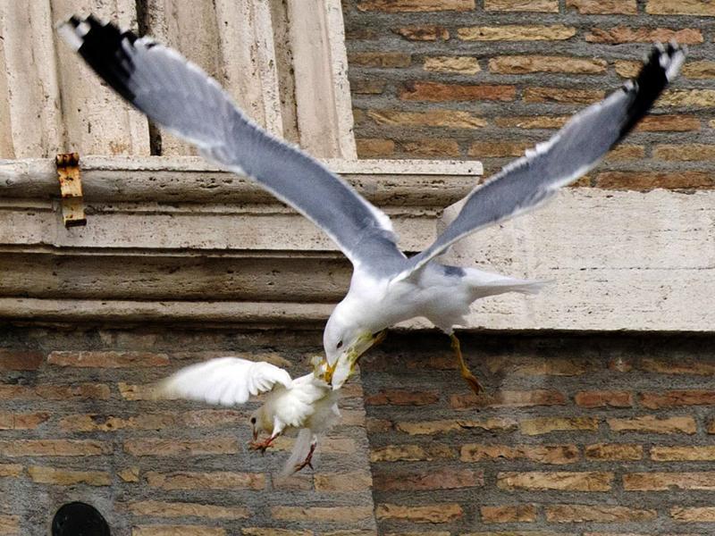 Pope’s doves of peace attacked by seagull, crow | World News
