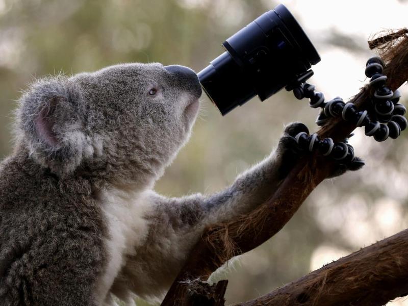 Of exotic, native wildlife in Queensland, Australia | Travel