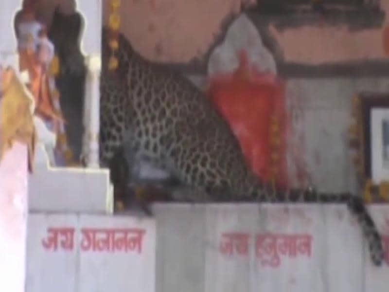 Stray leopard does a 'temple run' in Maharashtra | Hindustan Times