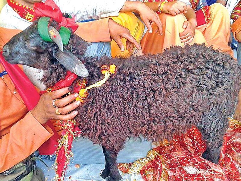 nanda devi yatra date 2025