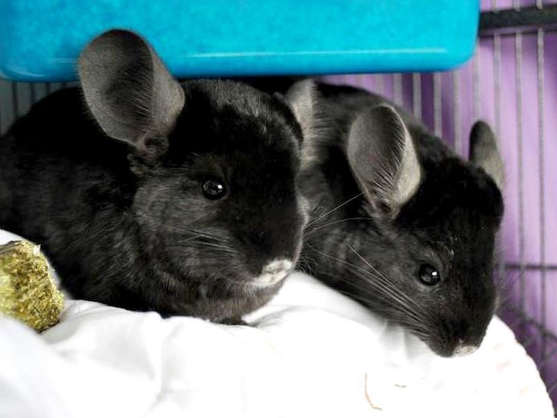 A furry wedding gift! Peta names rescued chinchillas after Jolie, Pitt ...