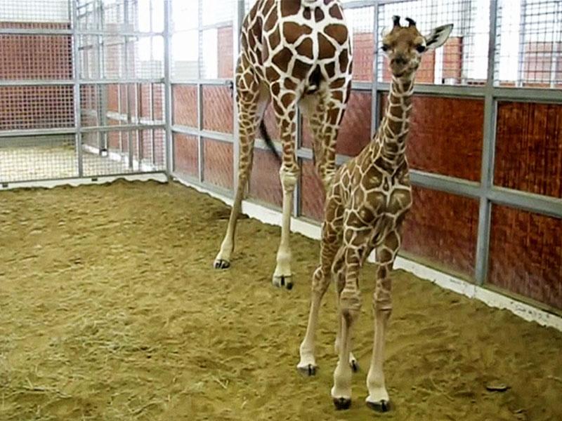 Spice of life: Man or a giraffe! | Hindustan Times