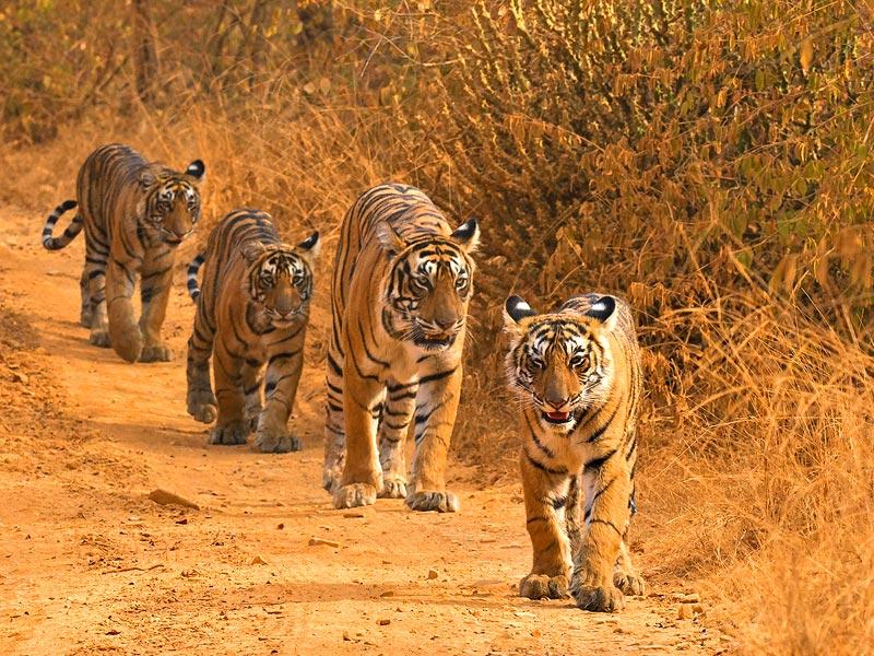 Tiger census: Maharashtra records a mere 12% rise | Mumbai news