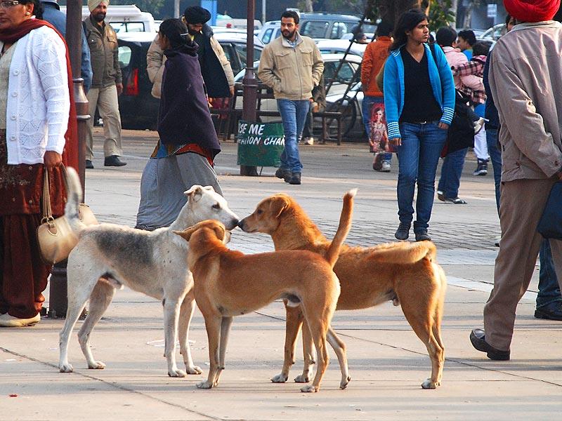 Stray dog menace: NHRC notices to Centre, Delhi govt | Latest News Delhi
