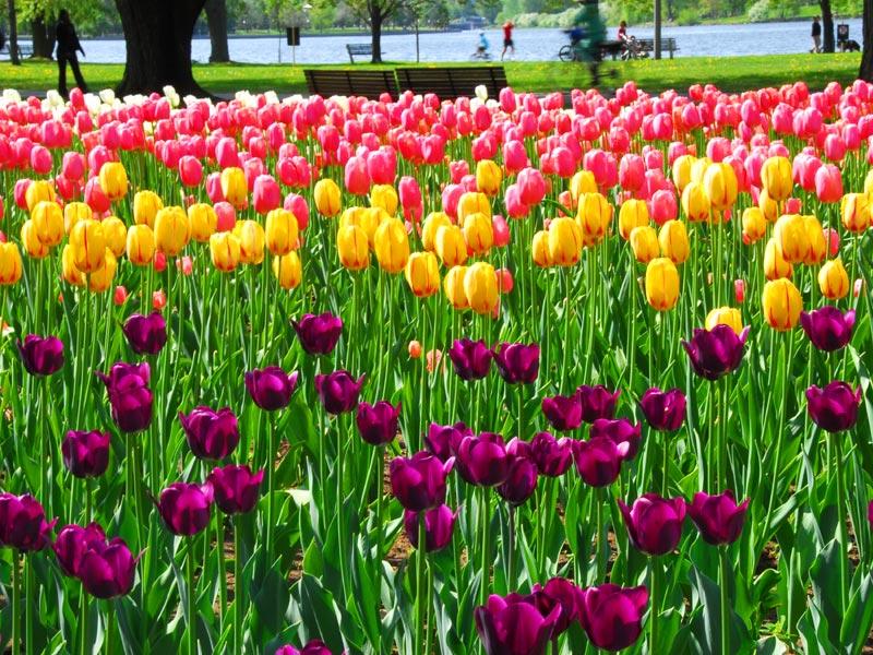 In pics: It's finally feeling like spring around the world | Travel