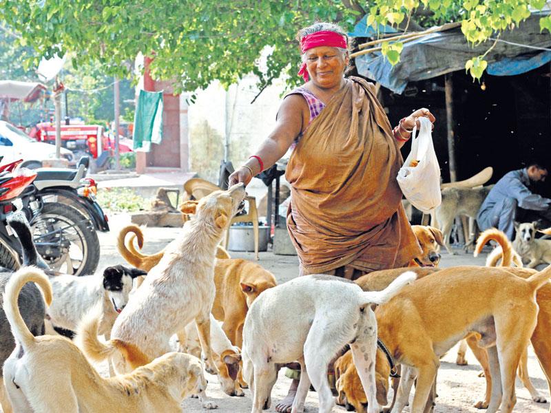 Hawker plays mother to 350 abandoned dogs | Latest News Delhi