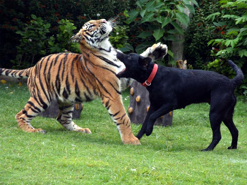 The Labrador who nursed a tiger cub to health at Indore zoo | Hindustan ...
