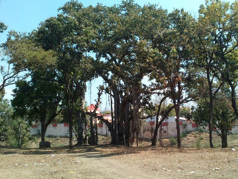 MP: Stage set for play on Tatya Tope under historic banyan tree ...