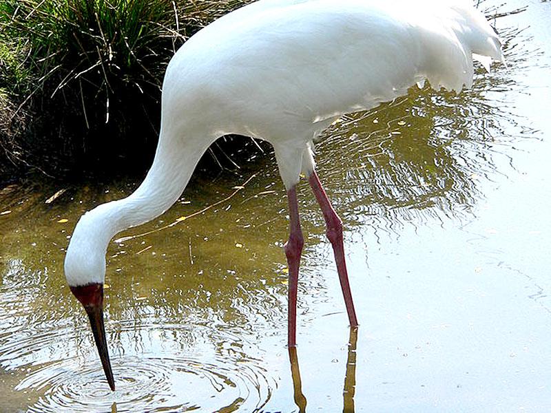 siberian crane bird migration