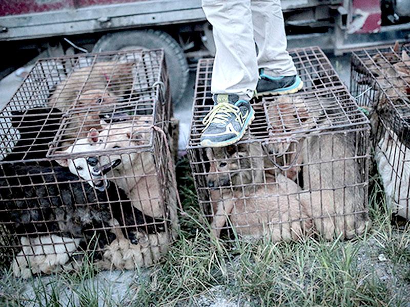 Dog meat on menu: Activists want this Chinese food festival banned ...