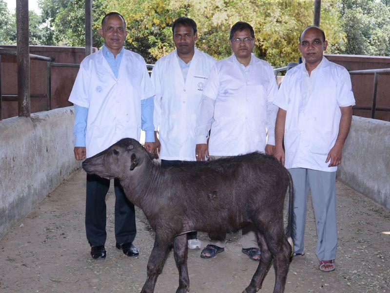 Karnal: NDRI scientists clone female Murrah calf from somatic cells ...