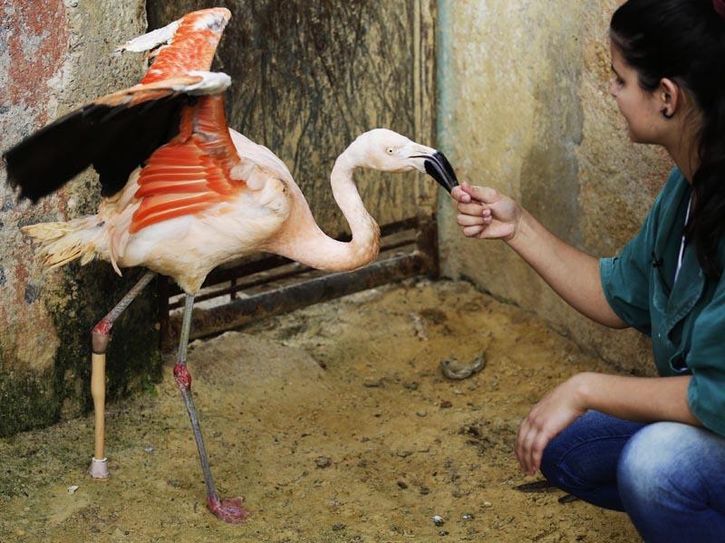 Watch: World’s first flamingo to have a prosthetic leg learns to walk ...