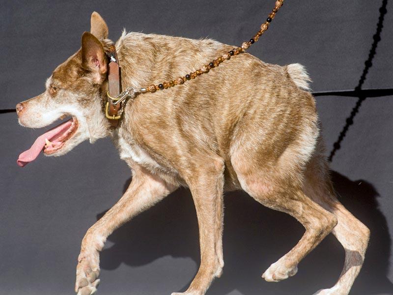 My appearance can be unsettling to some: World's Ugliest Dog | Latest ...