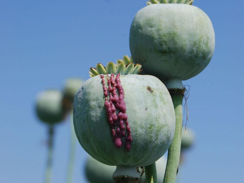 Digital eyes to watch over Asia’s biggest opium processing plant in ...