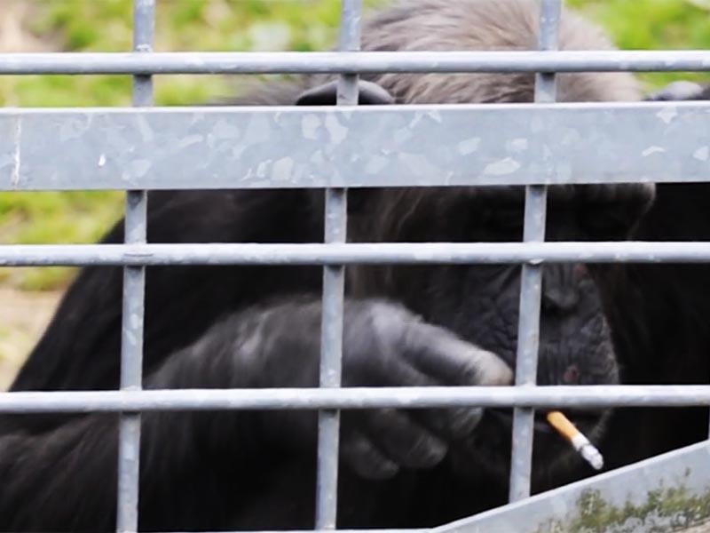 Watch | Shocking footage shows chimpanzee smoking cigarette discarded ...