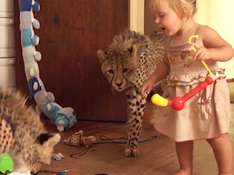 Watch: Cheetahs as pets? These toddlers grew up with world's fastest ...