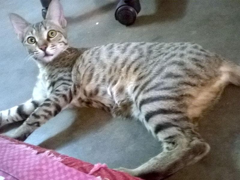 Jabalpur feline among Peta's top 10 ‘cutest rescued cats alive’ | India ...