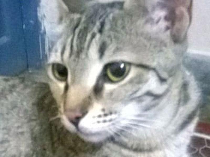 Jabalpur cat is finalist in Peta’s ‘cutest rescued cat alive’ contest ...