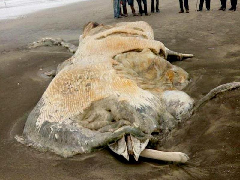 Mumbai: 32-ft decomposed carcass of whale washed ashore at Alibaug ...