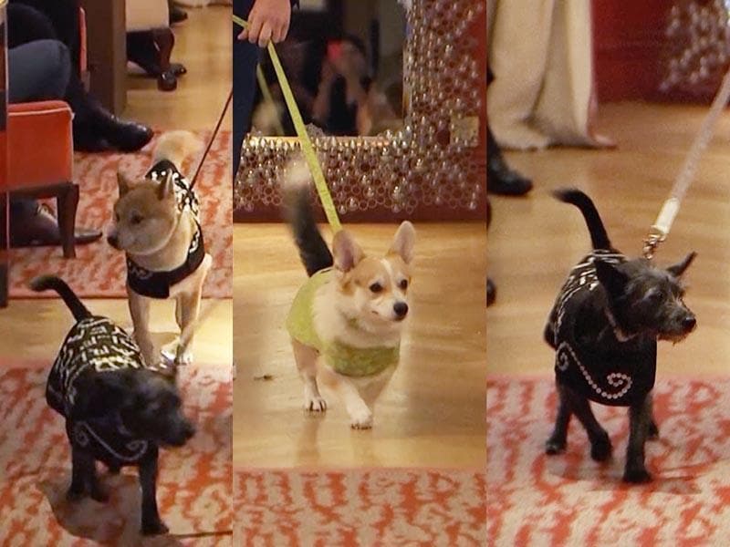Watch: Dogs walk the ramp to show off latest designer outfits in London ...