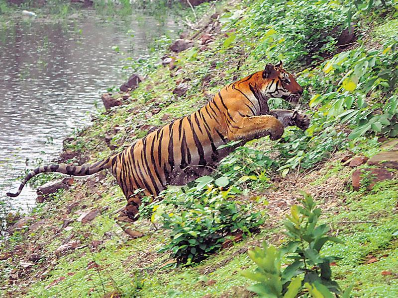 40% of India’s tigers are outside protected areas | India News